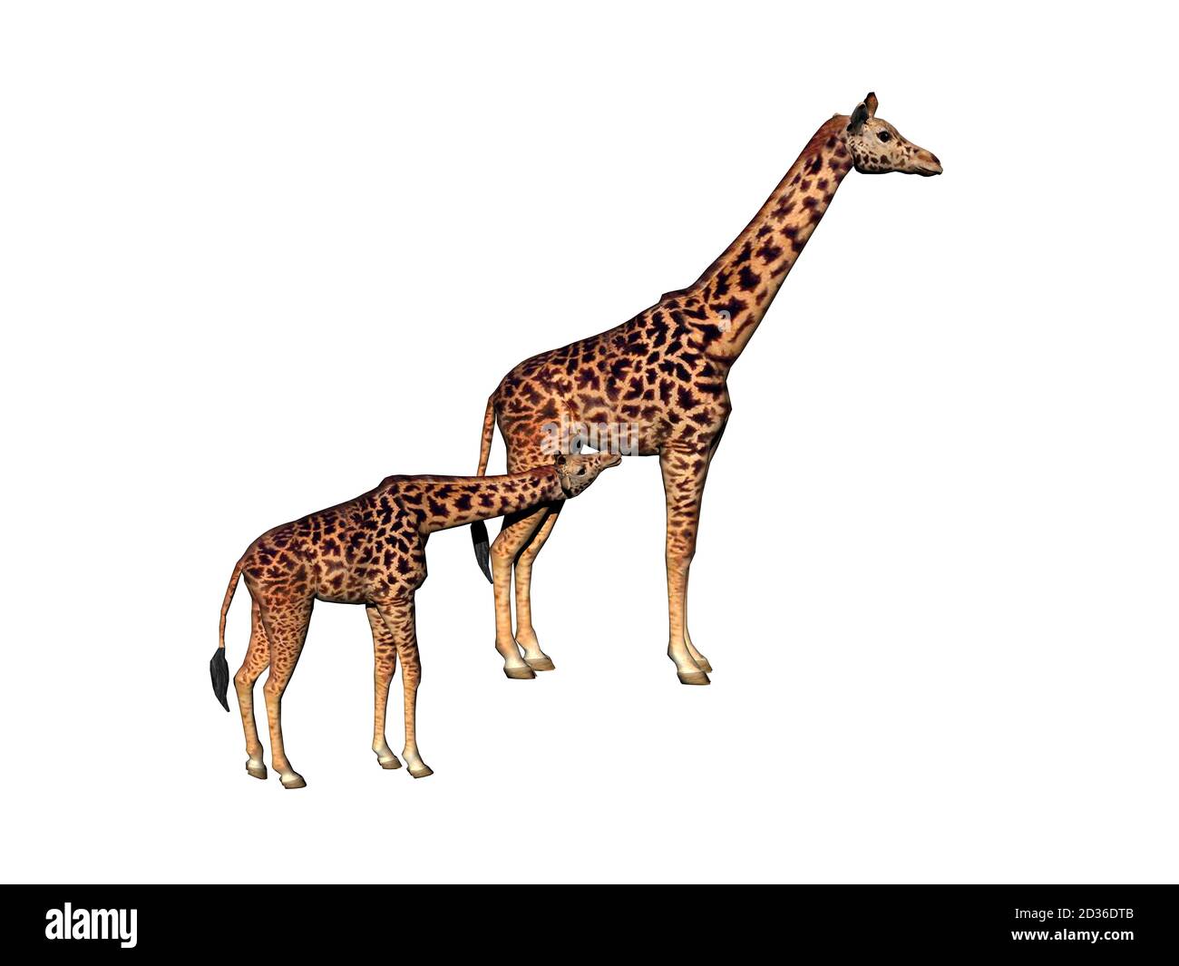 spotted giraffe with a long neck in the steppe of Africa Stock Photo ...