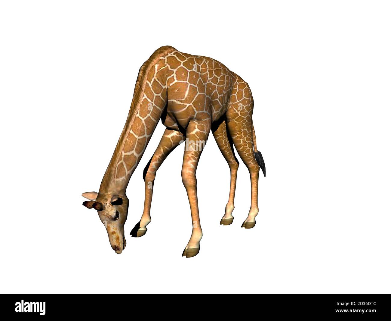 spotted giraffe with a long neck in the steppe of Africa Stock Photo ...