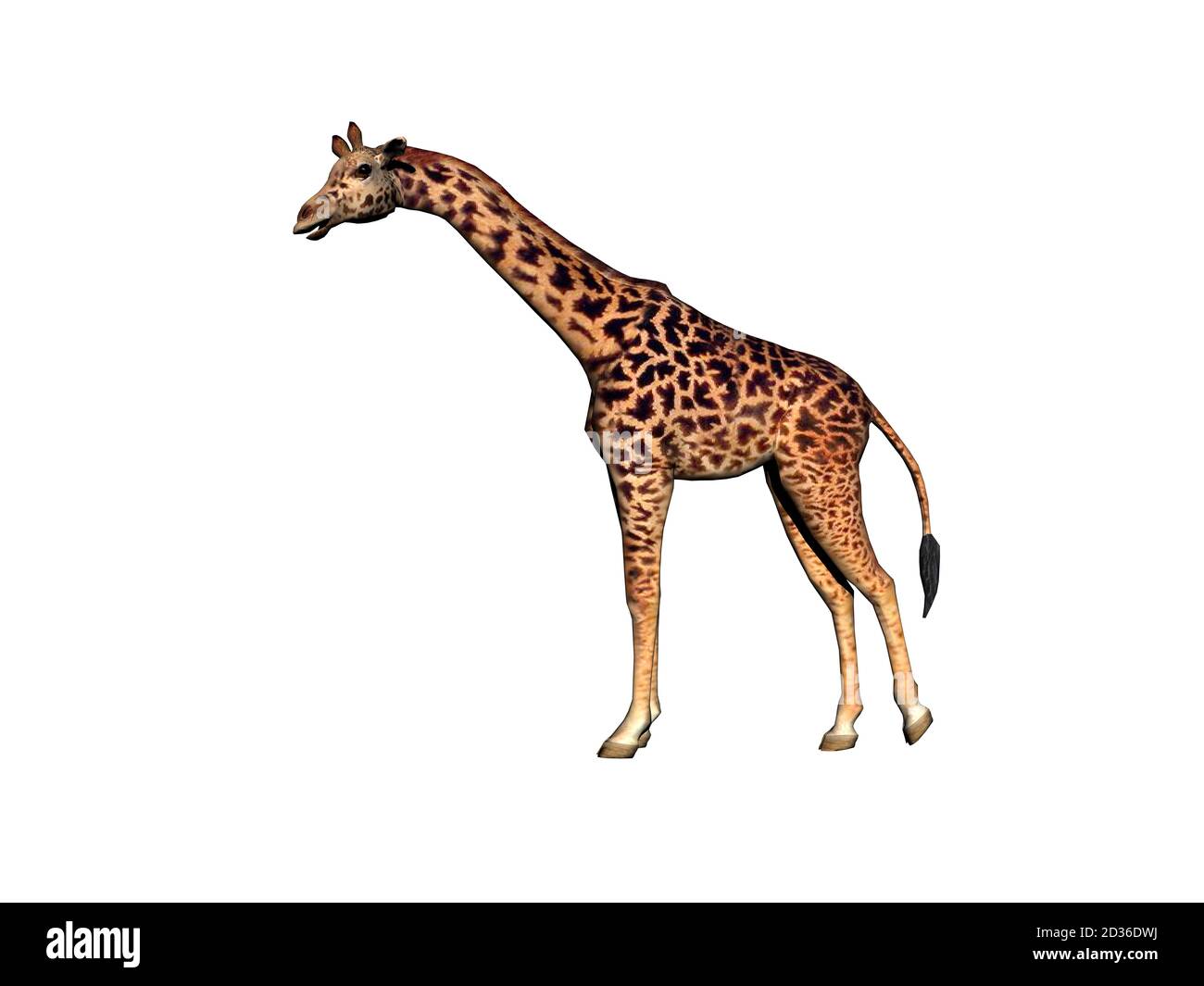 spotted giraffe with a long neck in the steppe of Africa Stock Photo ...