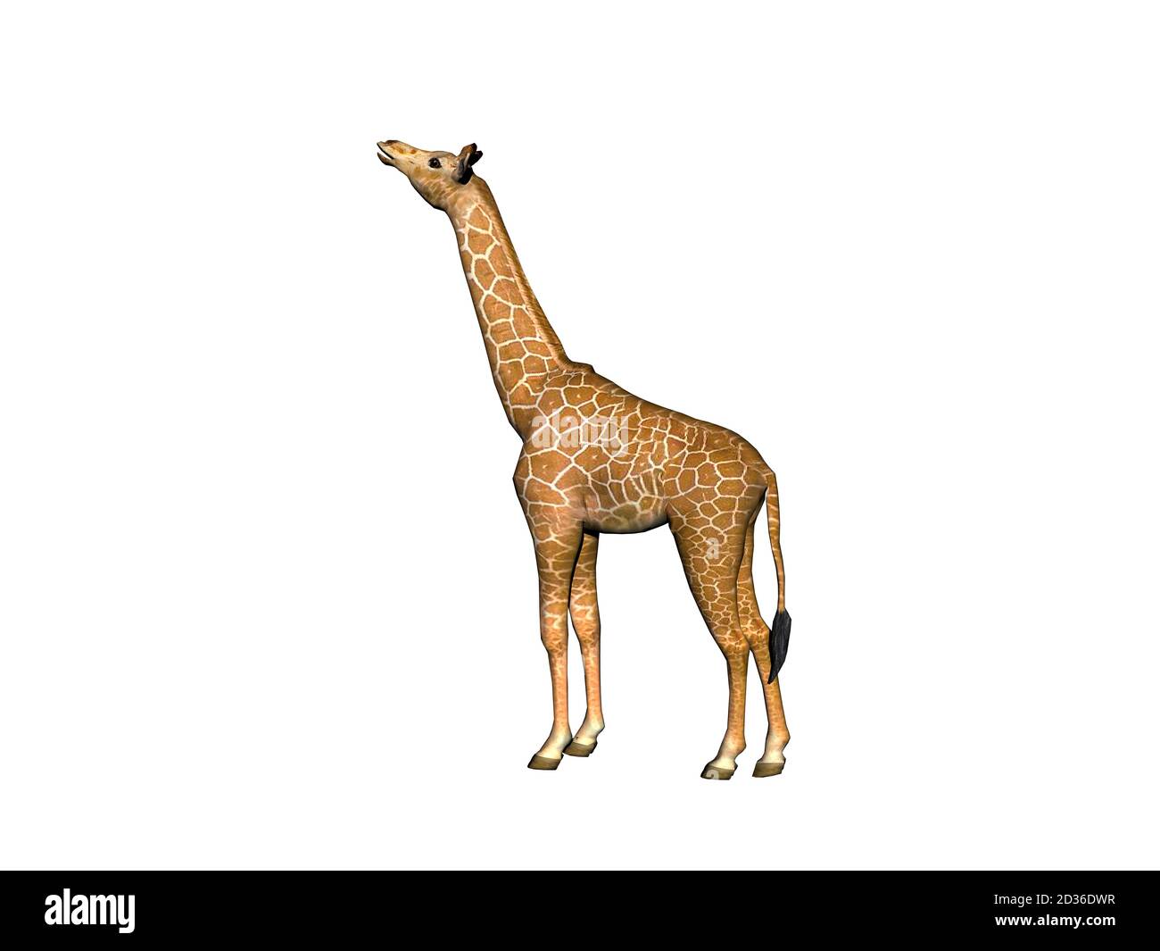 spotted giraffe with a long neck in the steppe of Africa Stock Photo ...