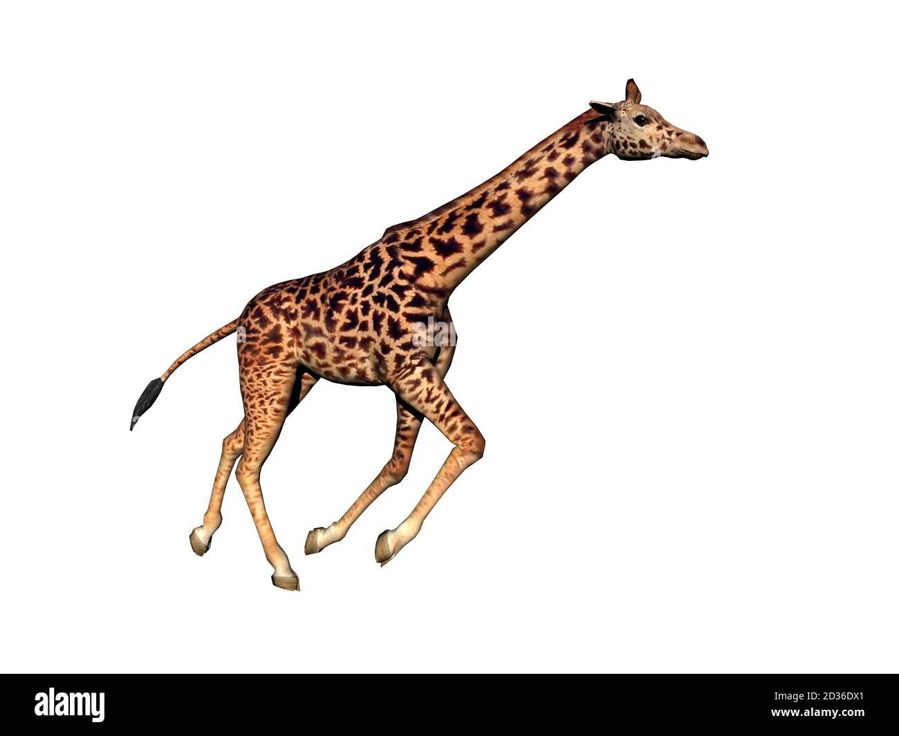 spotted giraffe with a long neck in the steppe of Africa Stock Photo ...