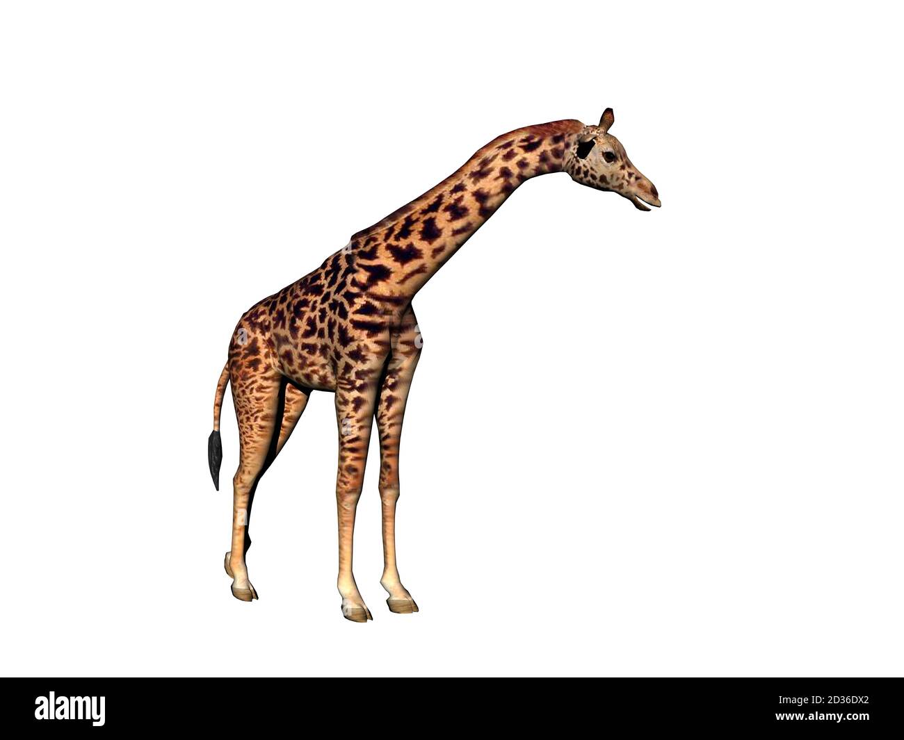spotted giraffe with a long neck in the steppe of Africa Stock Photo ...