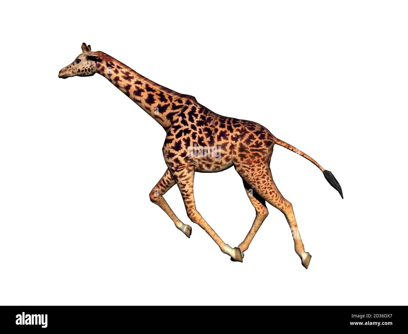 spotted giraffe with a long neck in the steppe of Africa Stock Photo ...