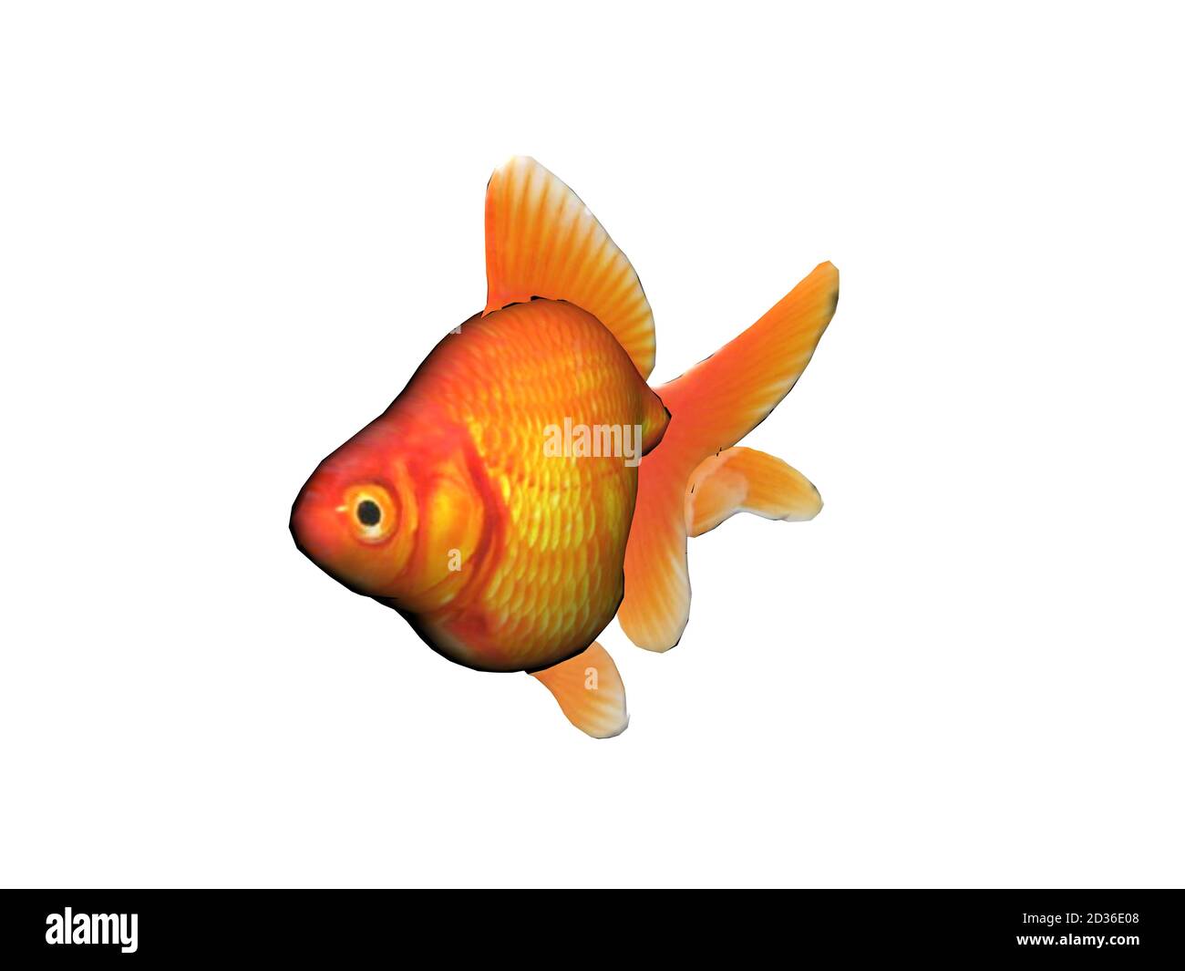 fat goldfish swims around Stock Photo - Alamy