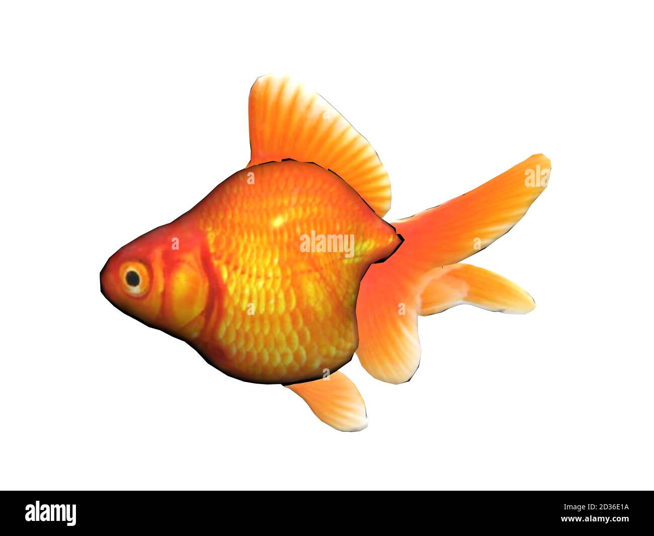 fat goldfish swims around Stock Photo - Alamy