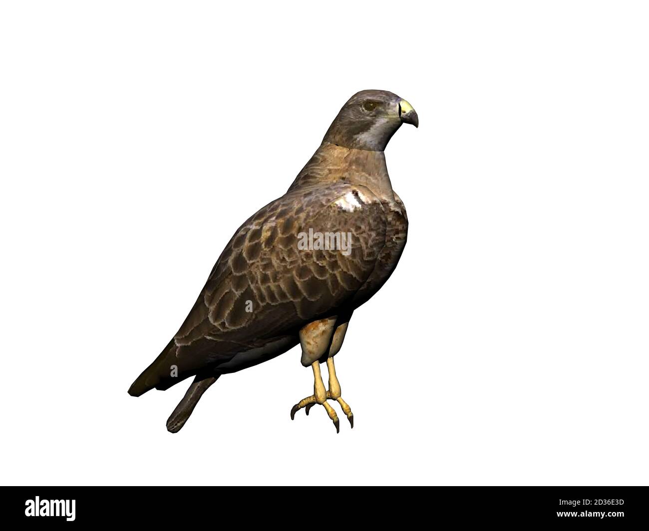 Bird of prey with a sharp beak and claws Stock Photo - Alamy