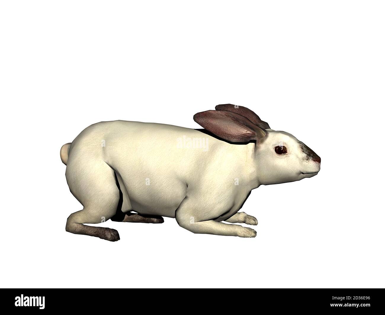 hopping and jumping rabbit with floppy ears Stock Photo - Alamy