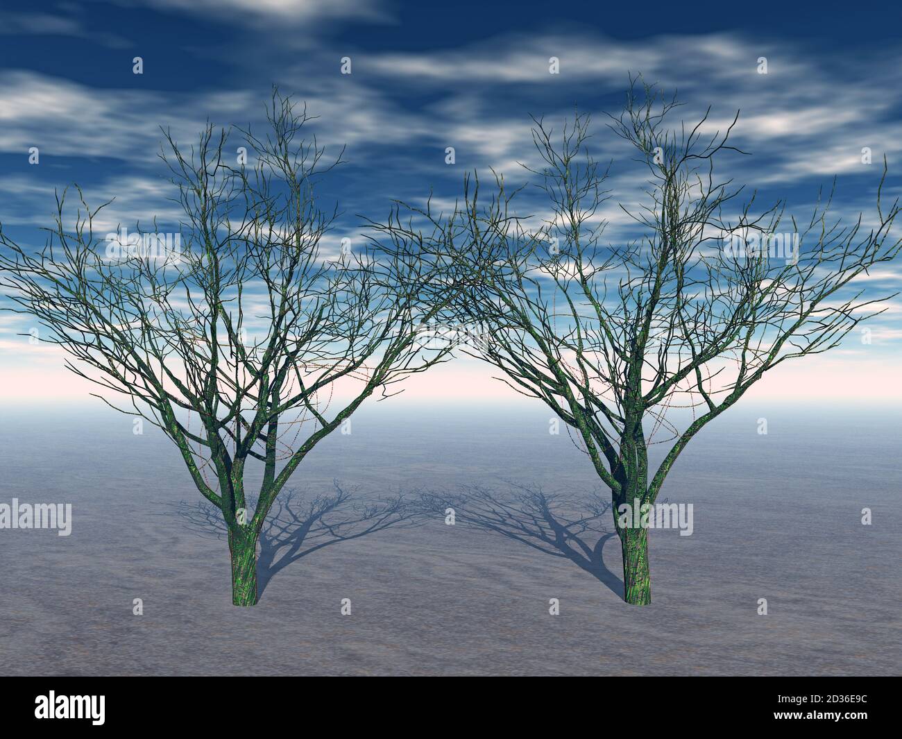 Deciduous tree with a spreading canopy in winter Stock Photo - Alamy