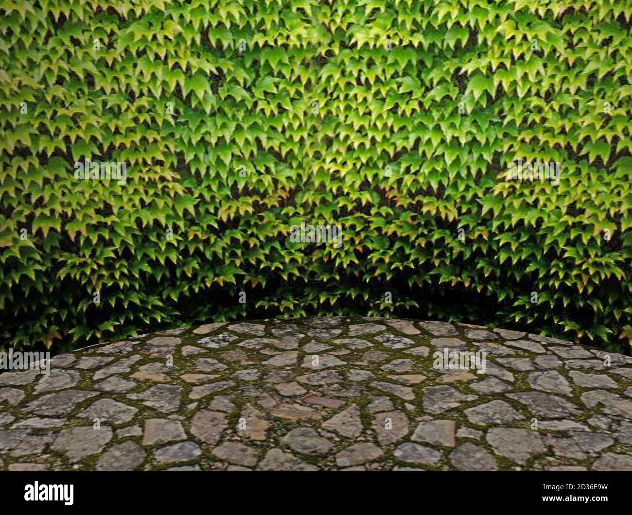 Thick boxwood hedge next to paved path Stock Photo - Alamy