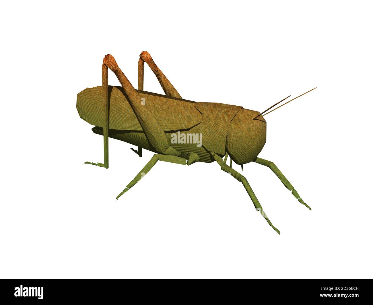 Locusts with long wings and legs Stock Photo - Alamy