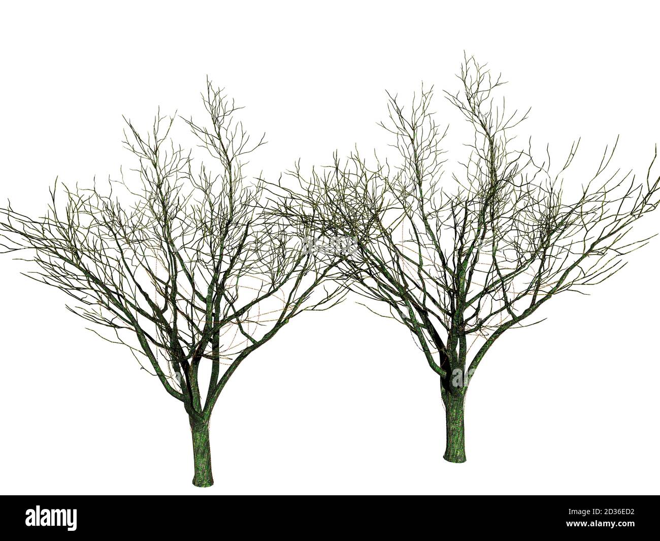 Deciduous tree with a spreading canopy in winter Stock Photo - Alamy