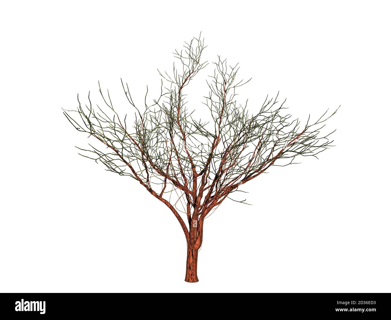 Old tree in deciduous Cut Out Stock Images & Pictures - Alamy