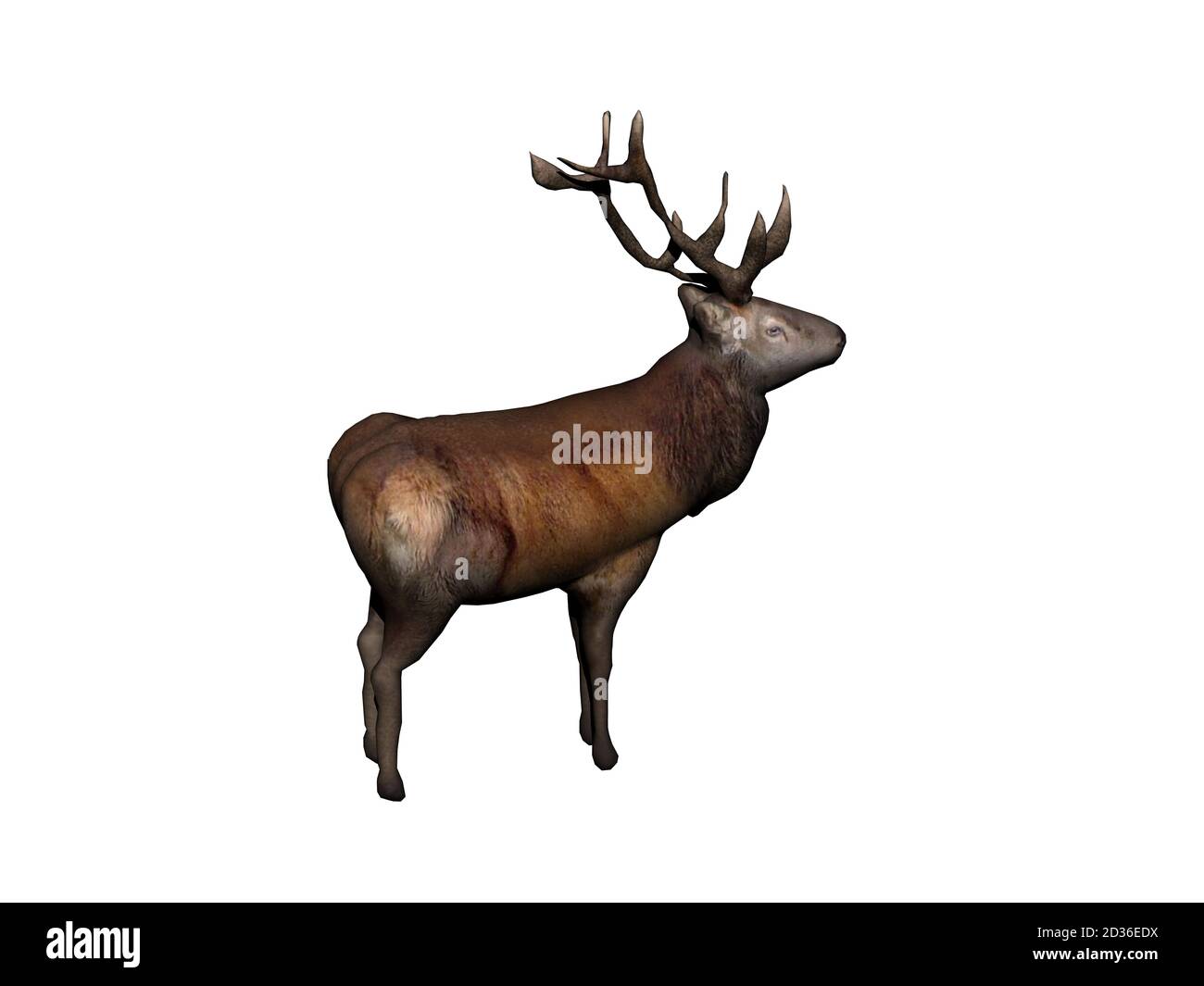 Handsome deer hi-res stock photography and images - Alamy