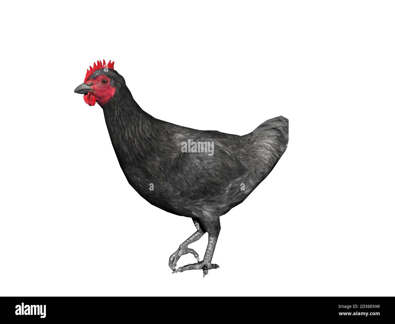 Chicken is cackling and tripping in the yard Stock Photo - Alamy