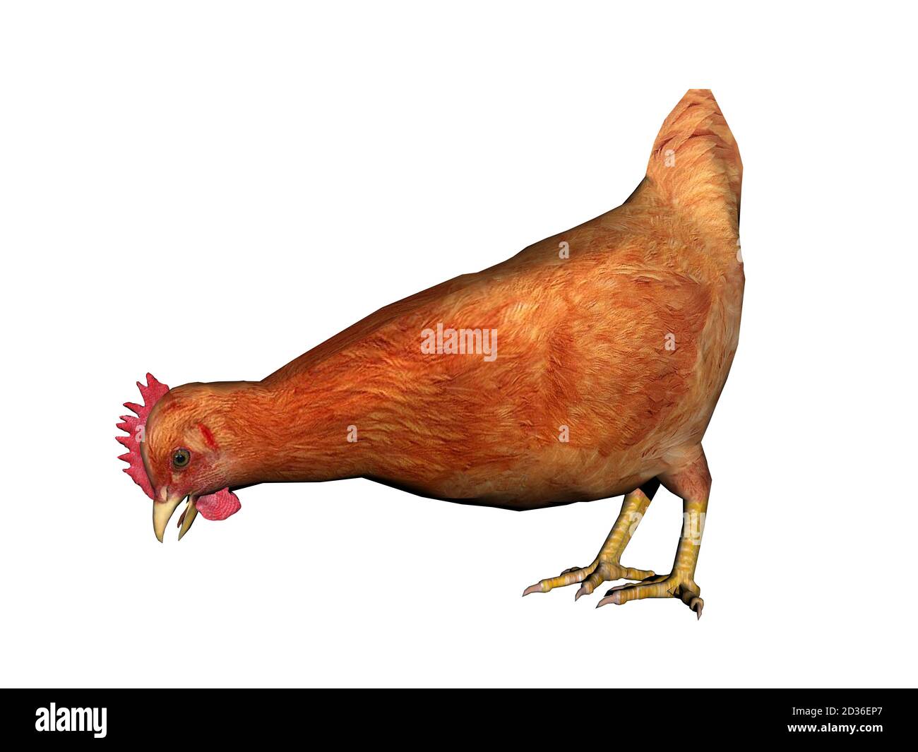 Chicken is cackling and tripping in the yard Stock Photo - Alamy