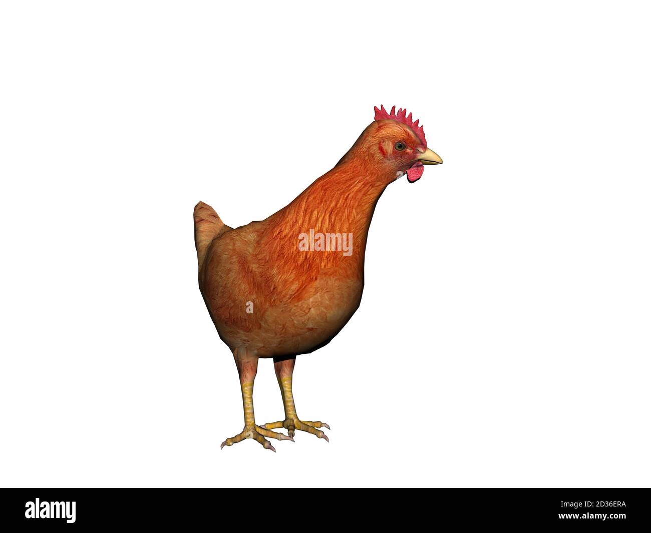 Chicken is cackling and tripping in the yard Stock Photo - Alamy