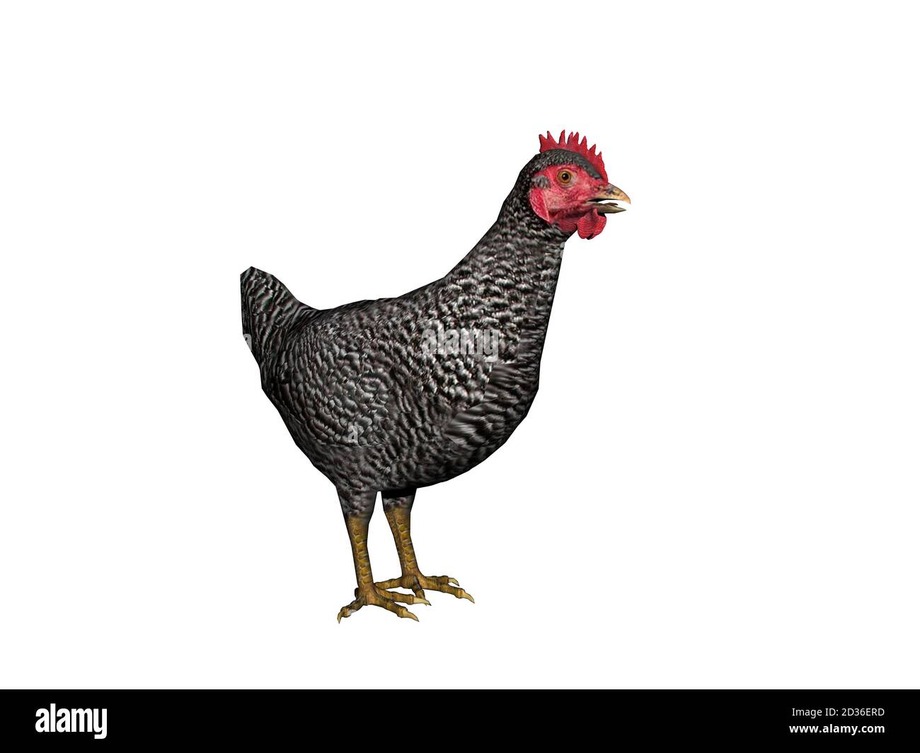 Chicken is cackling and tripping in the yard Stock Photo - Alamy