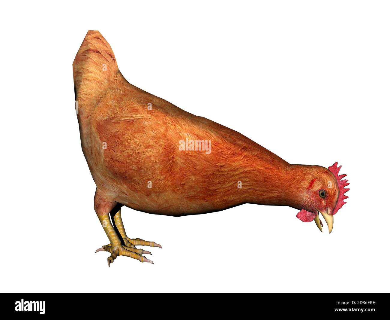 Chicken is cackling and tripping in the yard Stock Photo - Alamy