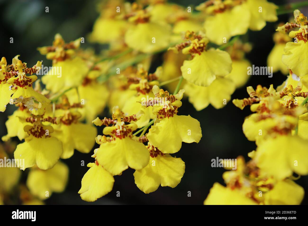 sri Lankan yellow kandyan dance flower Stock Photo - Alamy