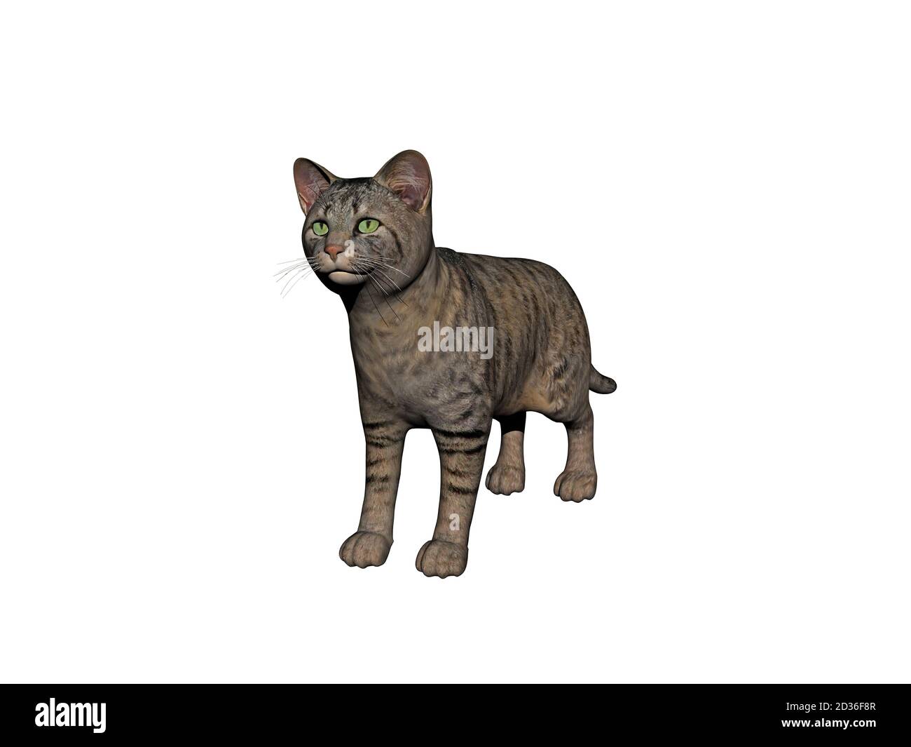 Wildcat Cut Out Stock Images & Pictures - Alamy