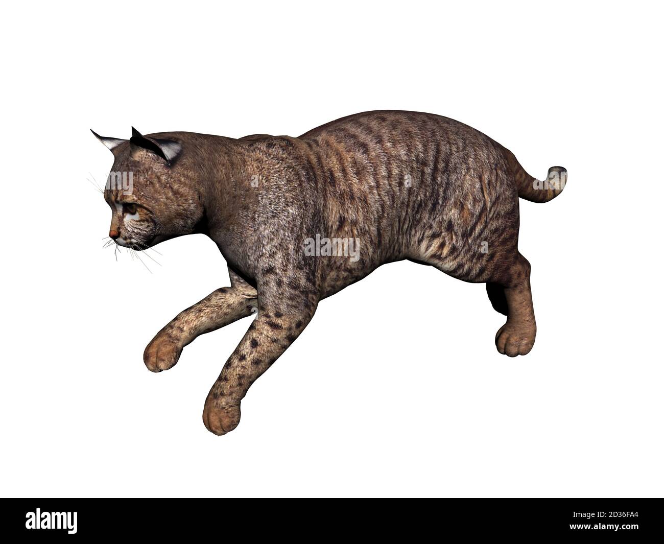 Wildcat Cut Out Stock Images & Pictures - Alamy