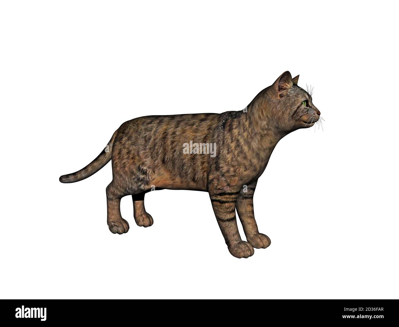 Wildcat Cut Out Stock Images & Pictures - Alamy