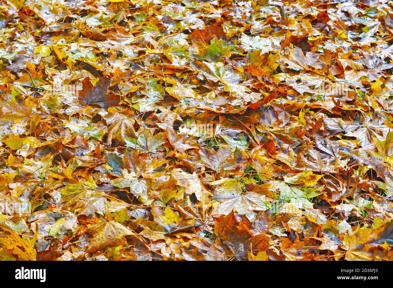 Fallen Wet yellow maple leaves lie on the ground Stock Photo - Alamy