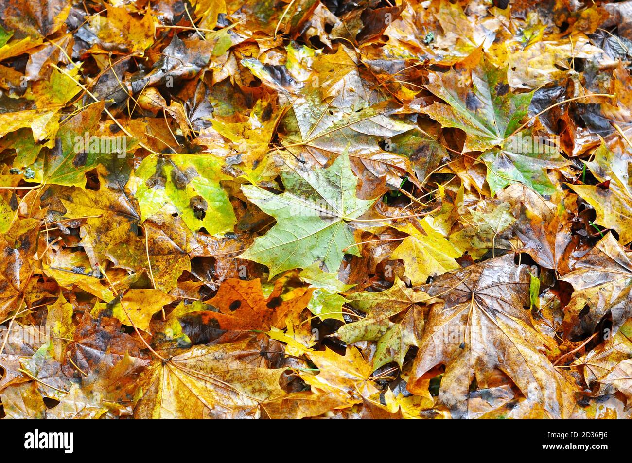Many wet yellow maple leaf hi-res stock photography and images - Alamy