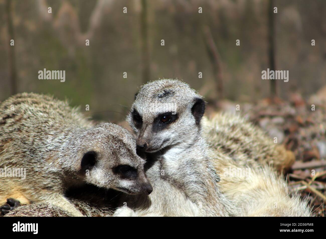 Single meercat hi-res stock photography and images - Alamy