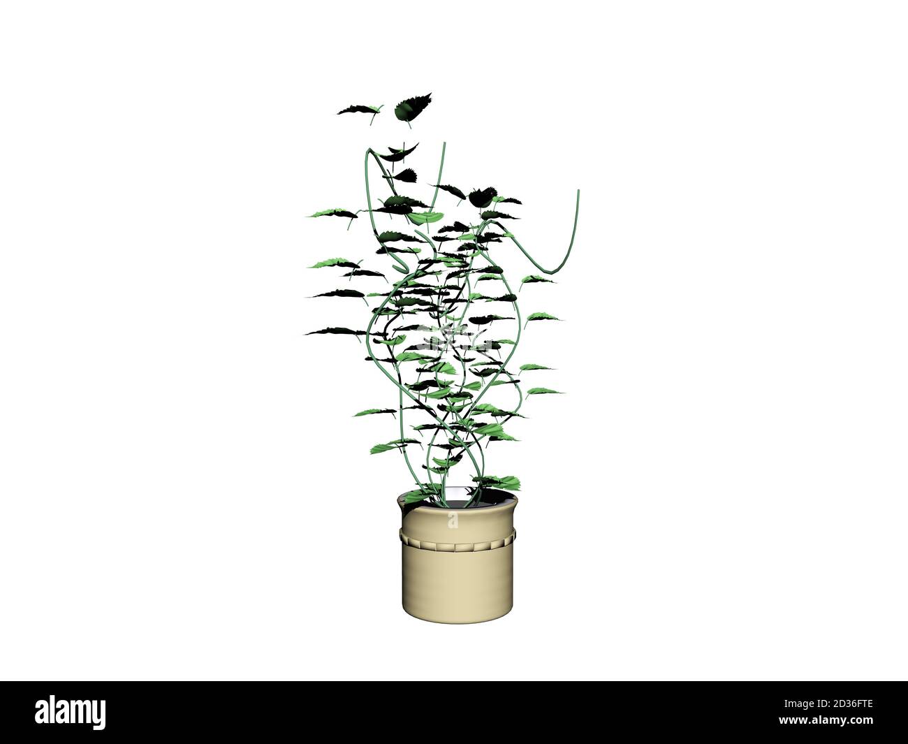 tall flowering sapling in a round pot Stock Photo - Alamy