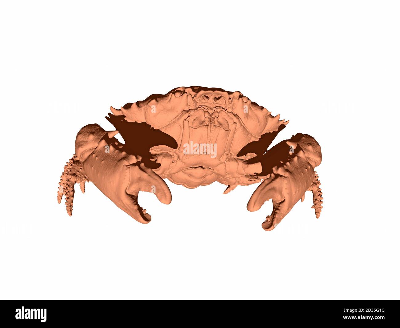 Crabs with claws Cut Out Stock Images & Pictures - Alamy