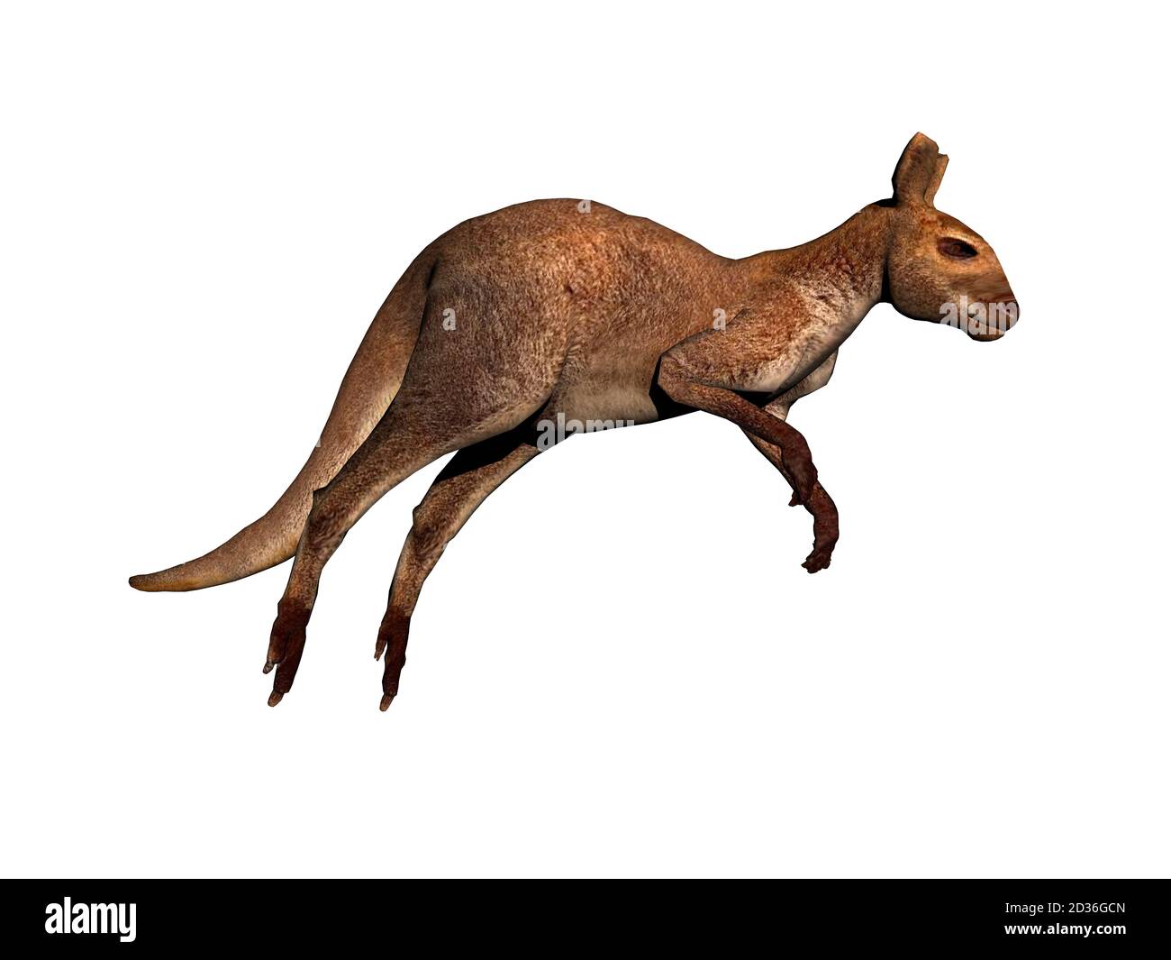 australian kangaroo hops and runs through the steppe Stock Photo - Alamy