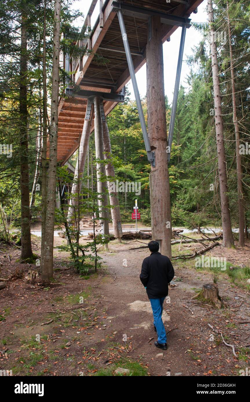 BAVARIA, GERMANY Treetop wooden forest path in the National Park ...