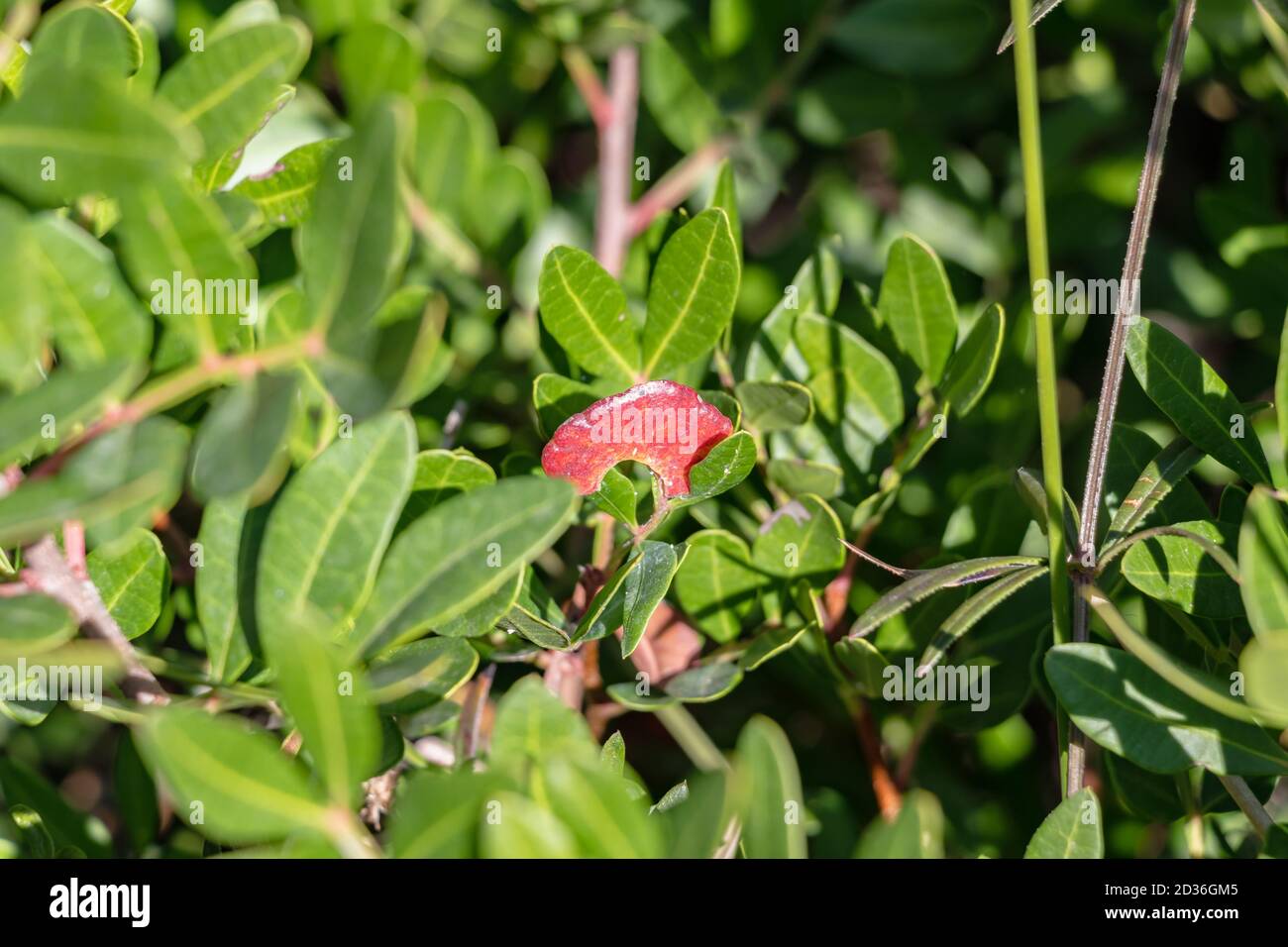 Pistacia lentiscus L, commonly known as lentisk or mastic is a ...