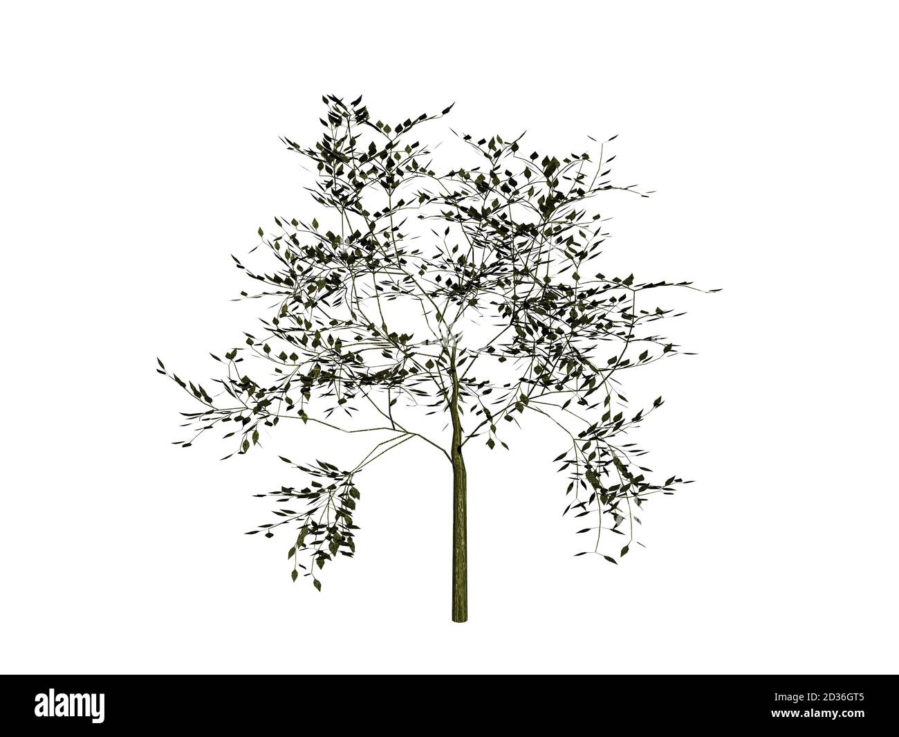 Tall treetop Cut Out Stock Images & Pictures - Alamy