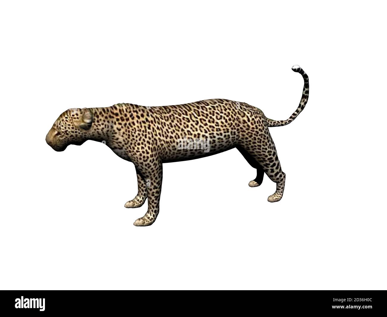 muscular leopard in the steppe Stock Photo - Alamy