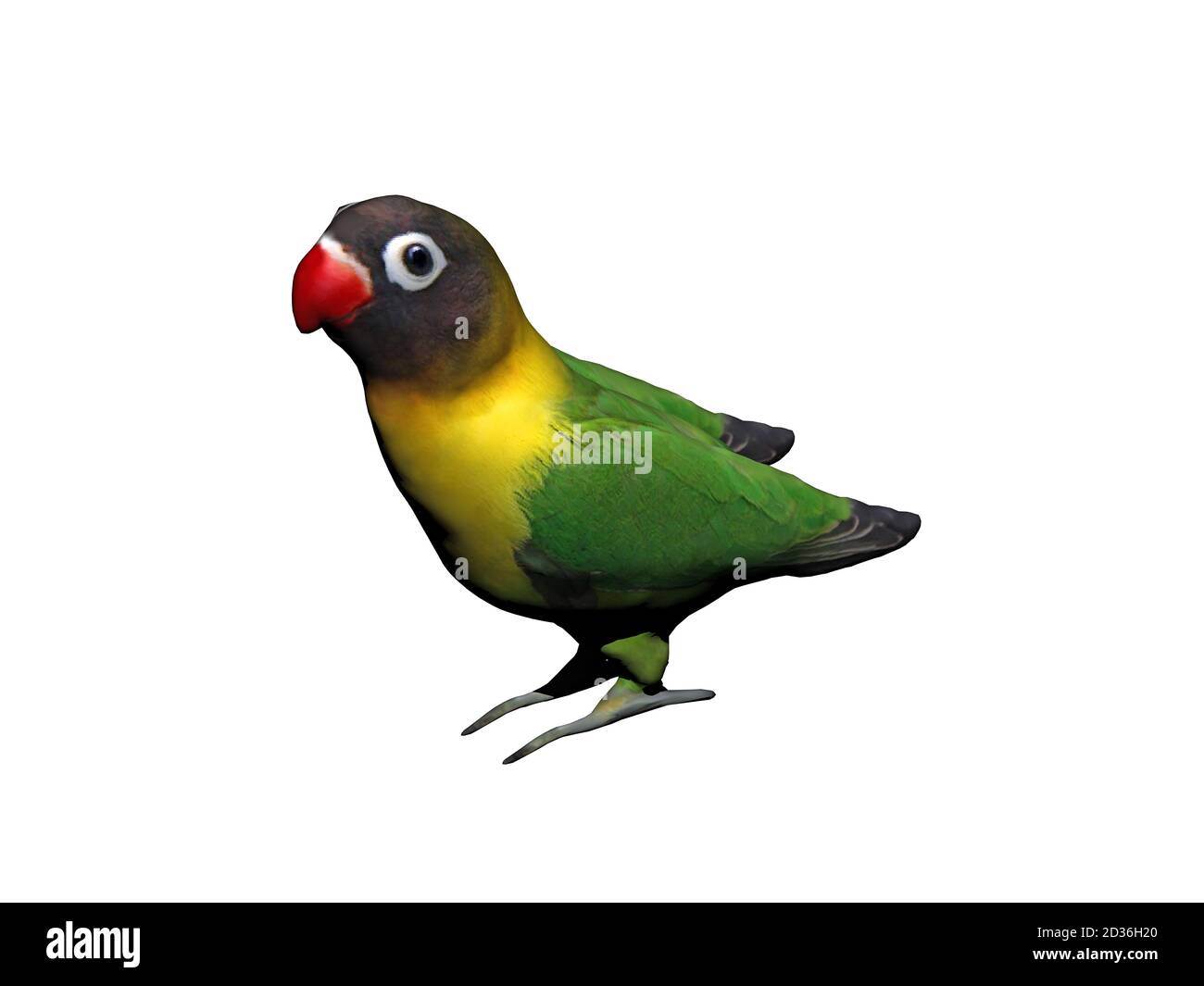 colorful parrot sits on wand Stock Photo - Alamy