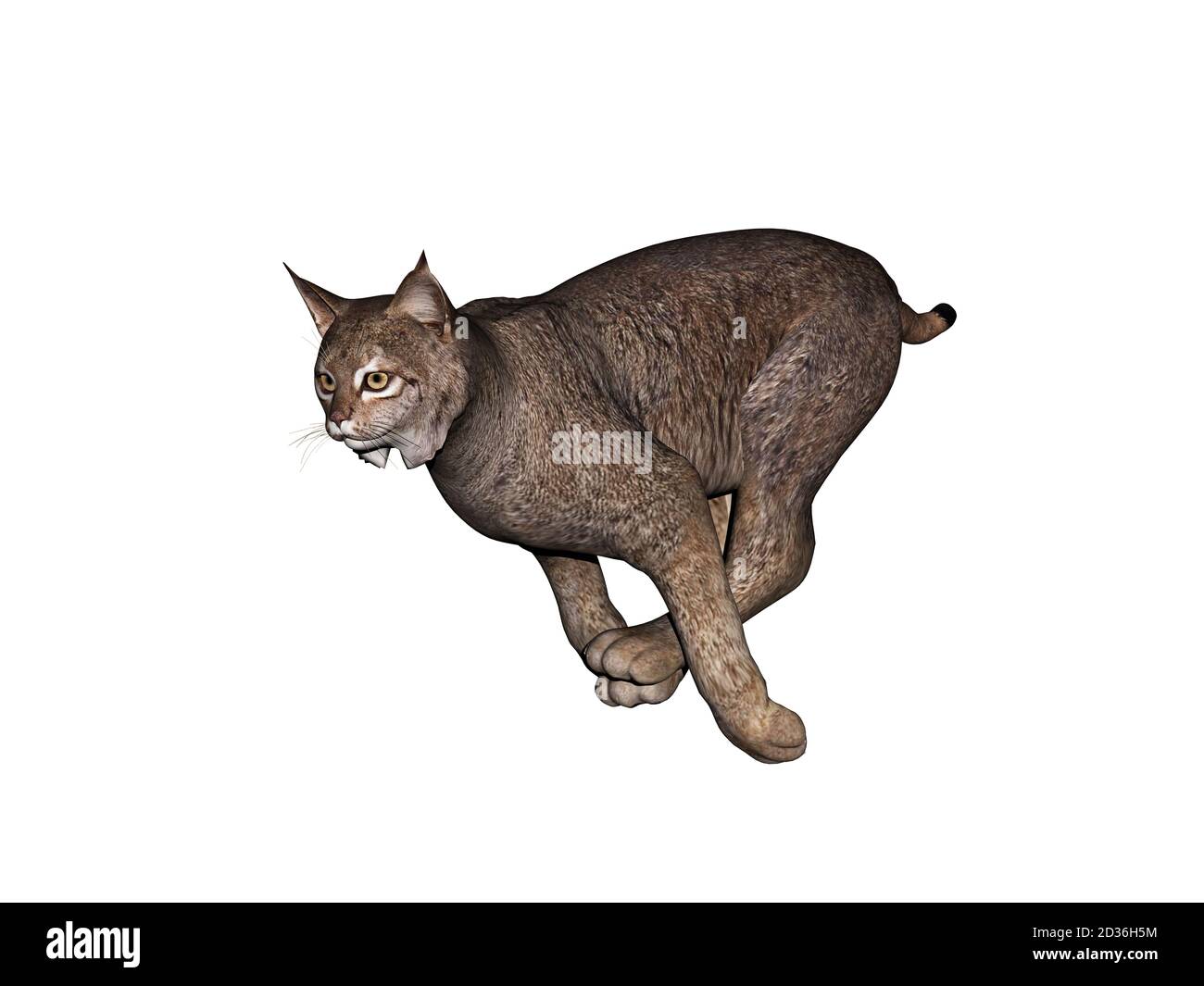 heavy muscular puma jumping Stock Photo - Alamy