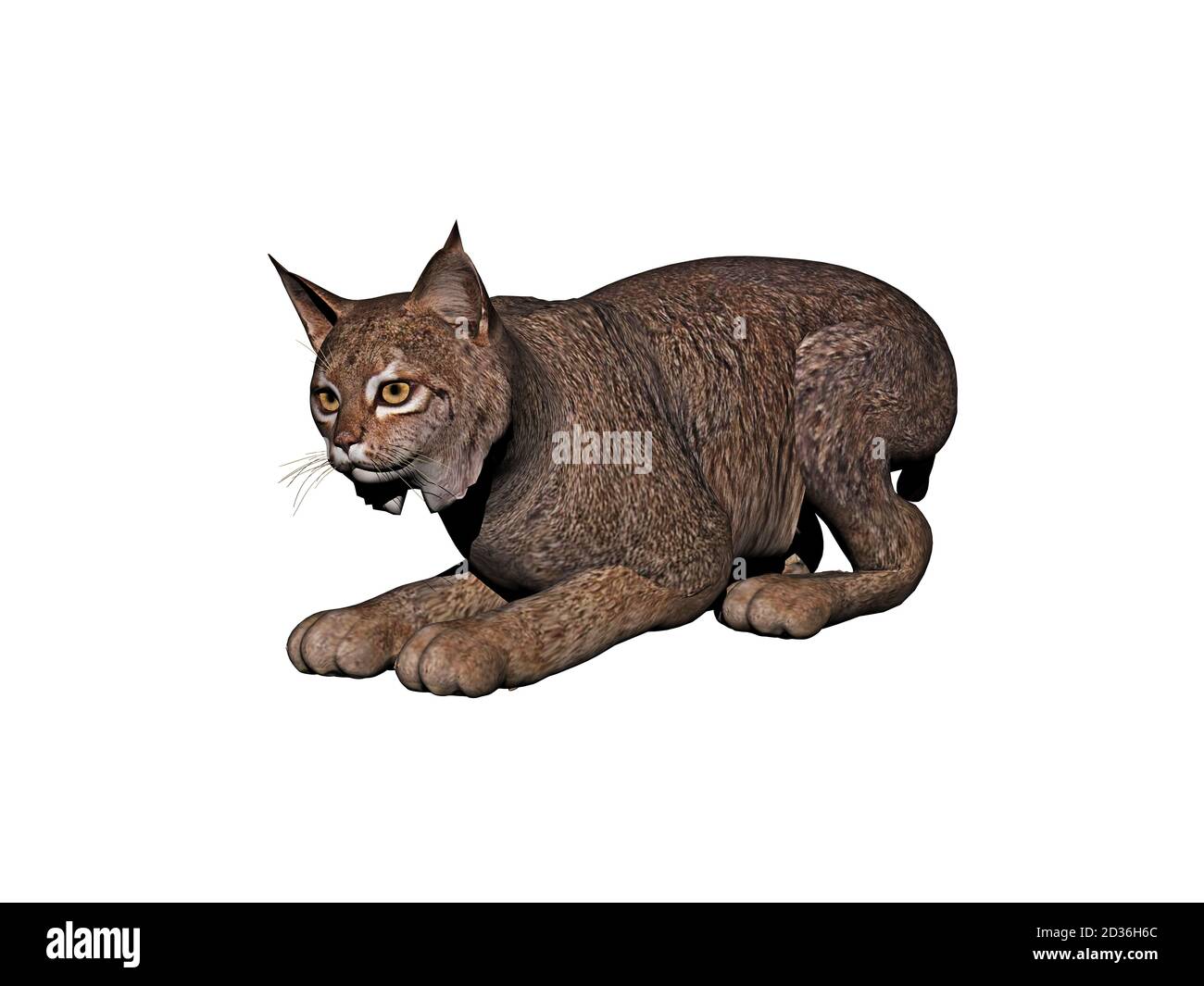 heavy muscular puma jumping Stock Photo - Alamy
