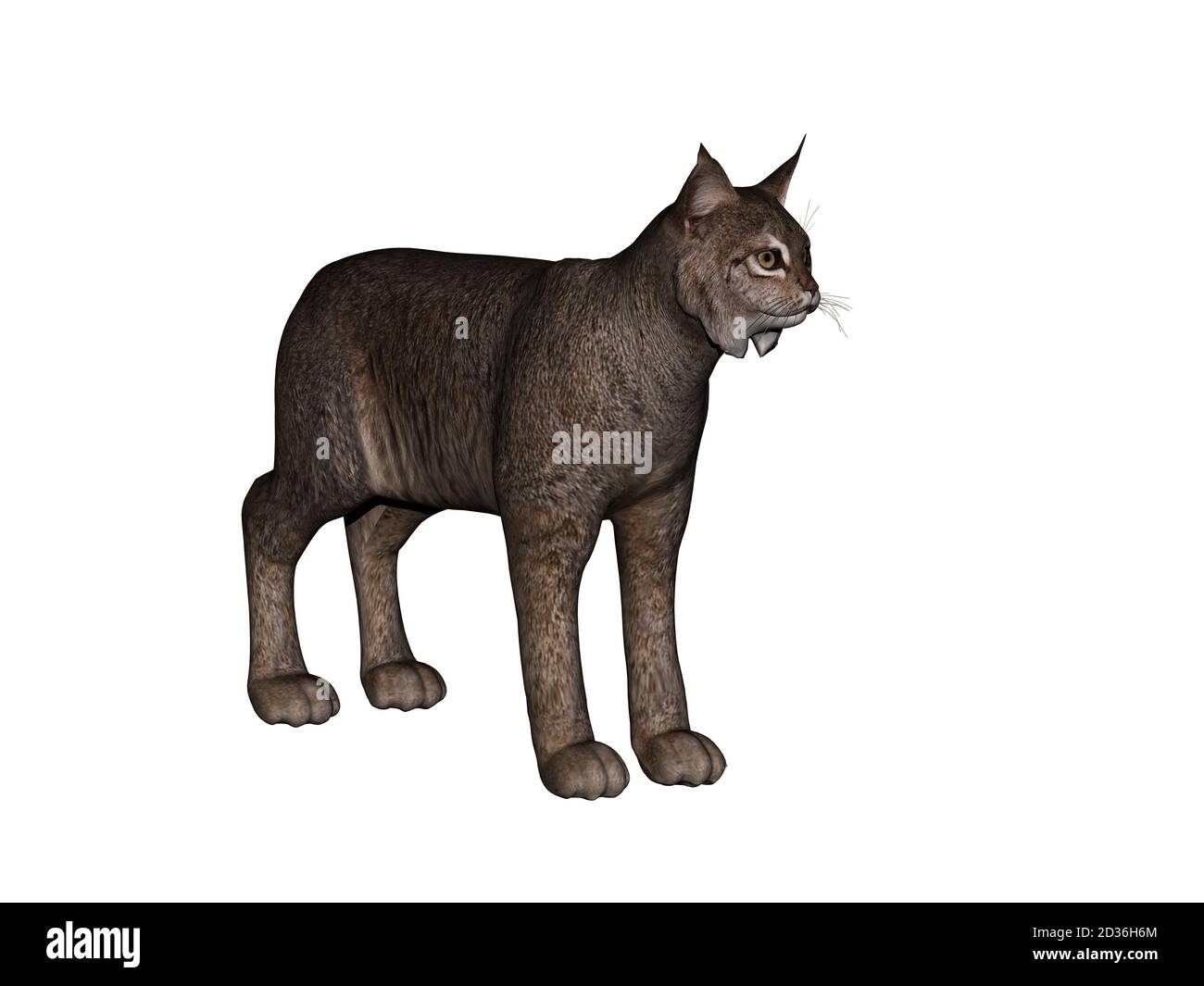 heavy muscular puma jumping Stock Photo - Alamy