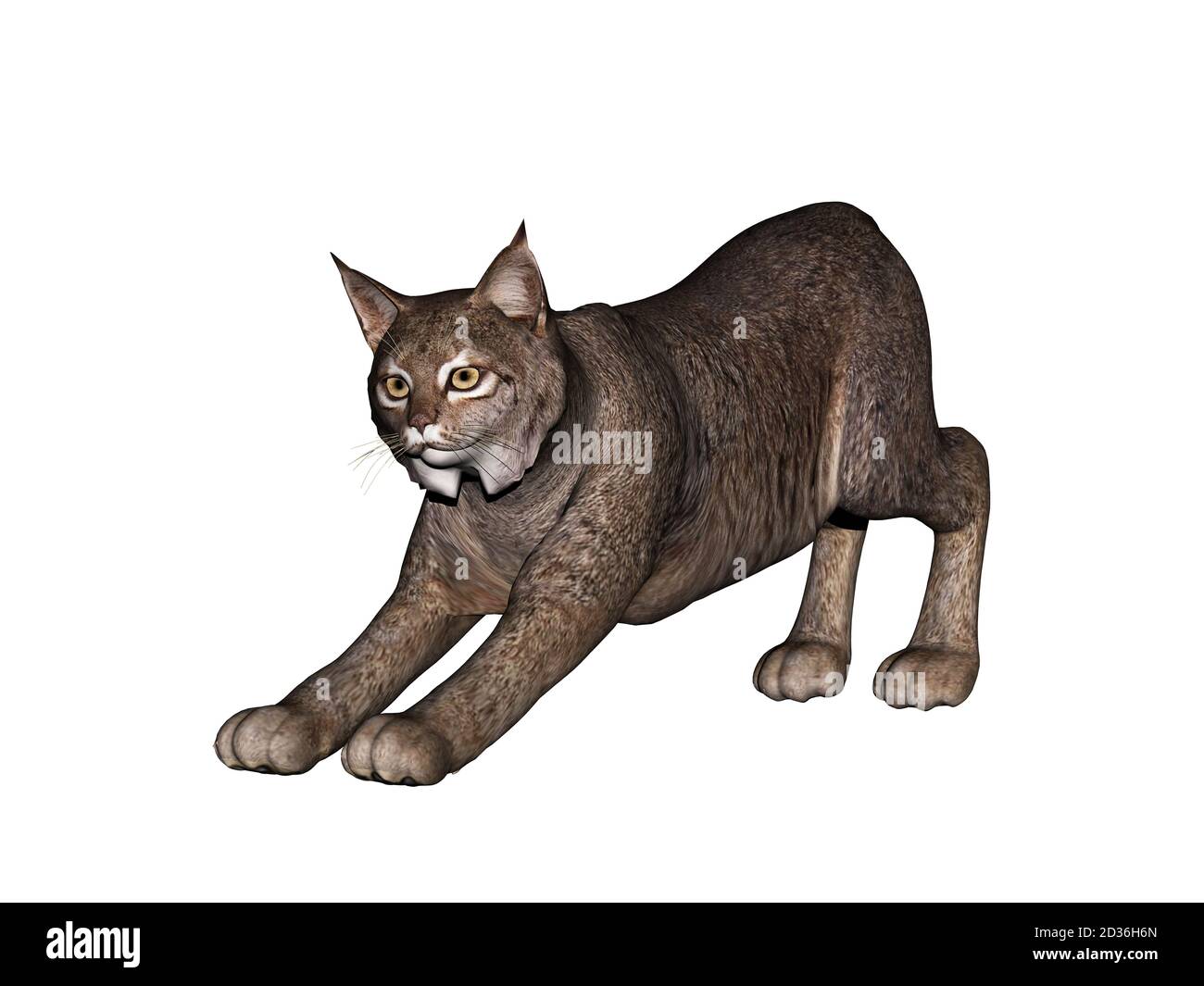 heavy muscular puma jumping Stock Photo - Alamy