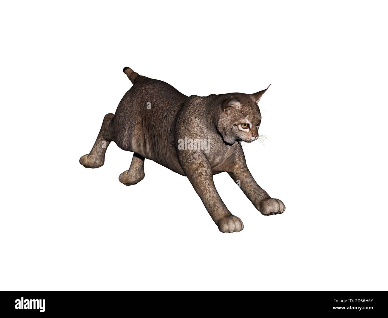 heavy muscular puma jumping Stock Photo - Alamy