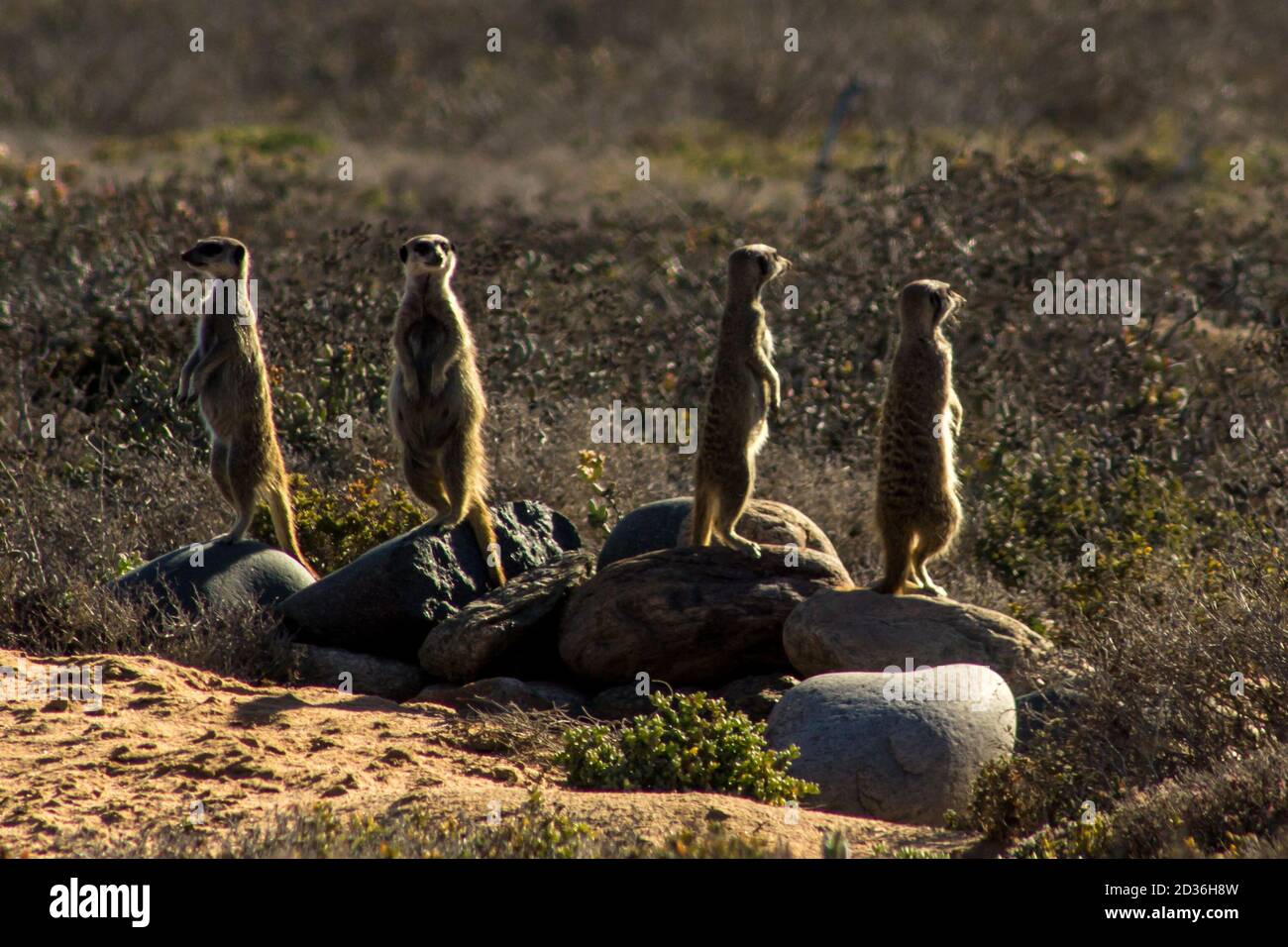Mob of mongoose hi-res stock photography and images - Alamy