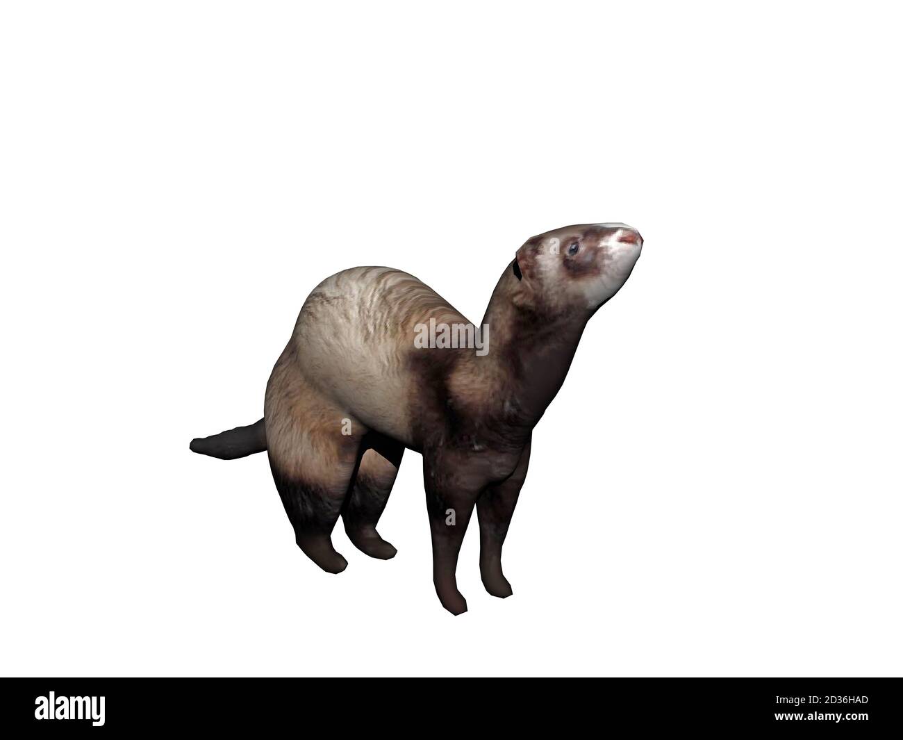 Ferret teeth hi-res stock photography and images - Alamy