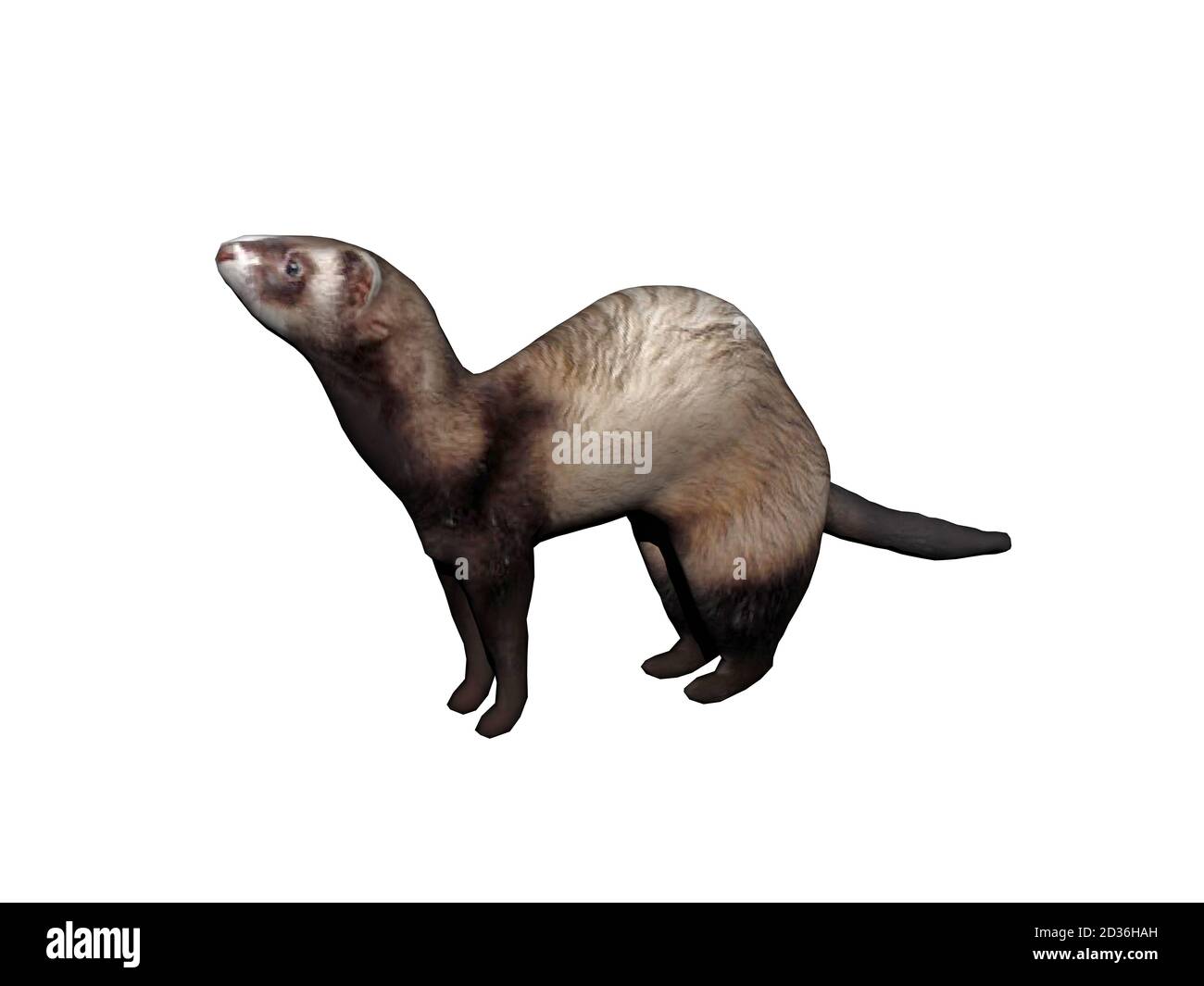 Ferret teeth hi-res stock photography and images - Alamy