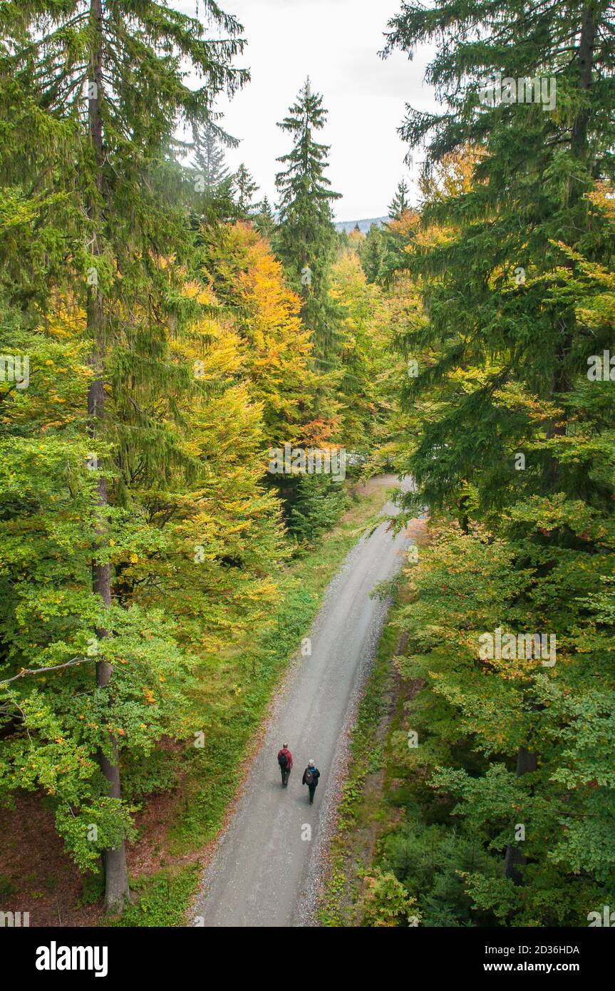 BAVARIA, GERMANY Treetop wooden forest path in the National Park ...