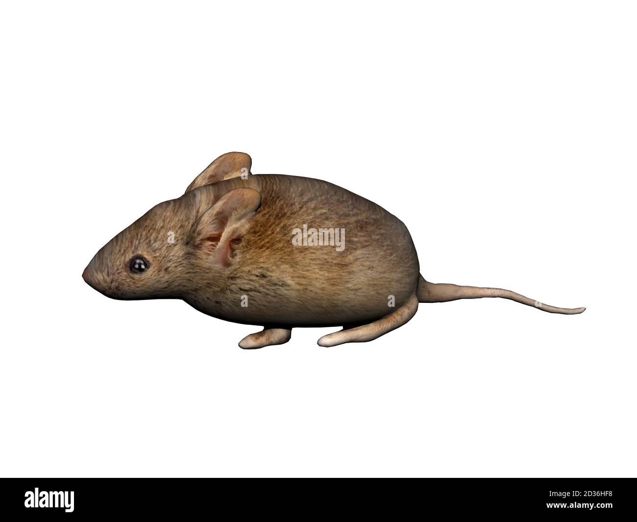 little brown mouse with long tail Stock Photo - Alamy