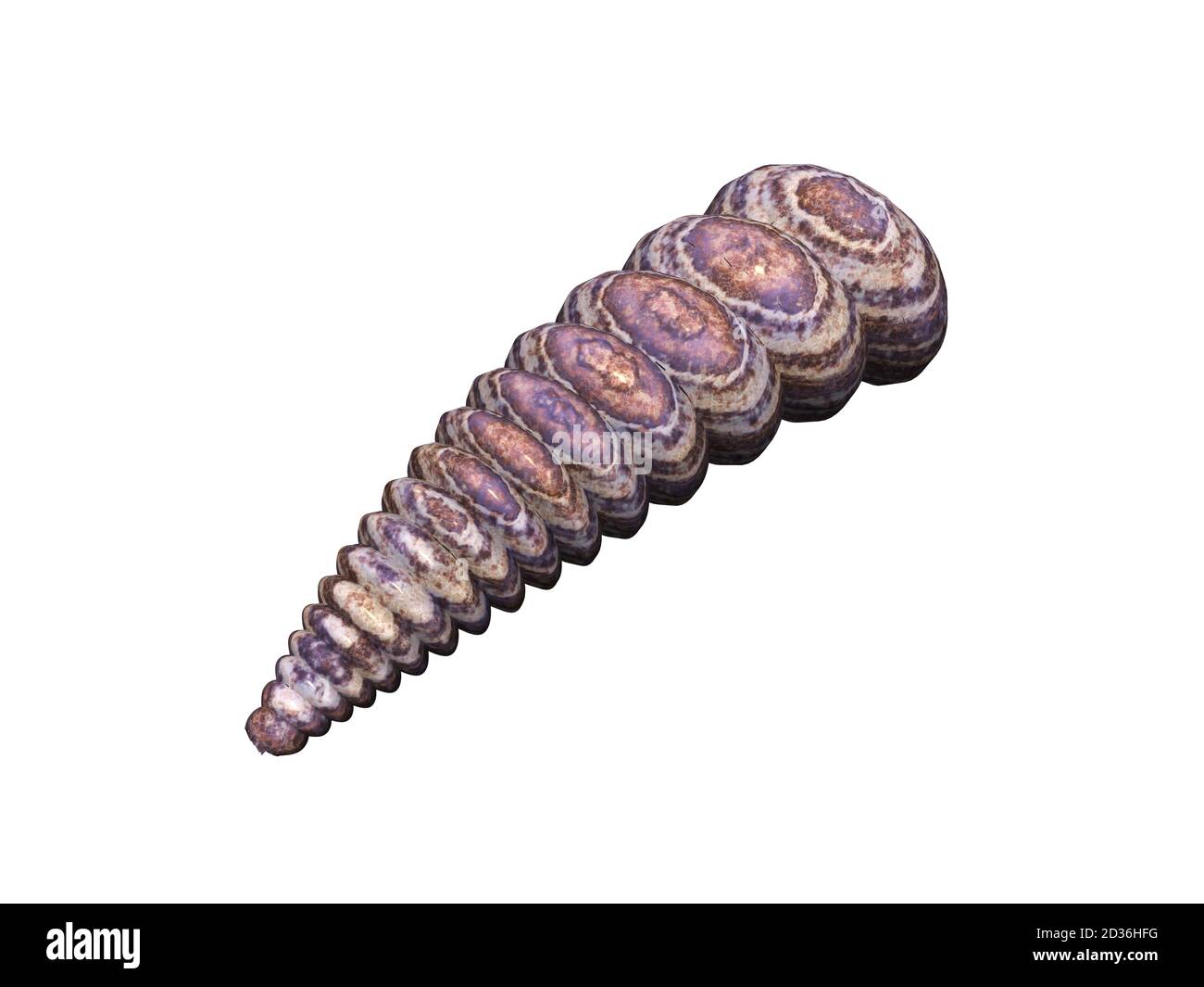 Elongated shell Cut Out Stock Images & Pictures - Alamy