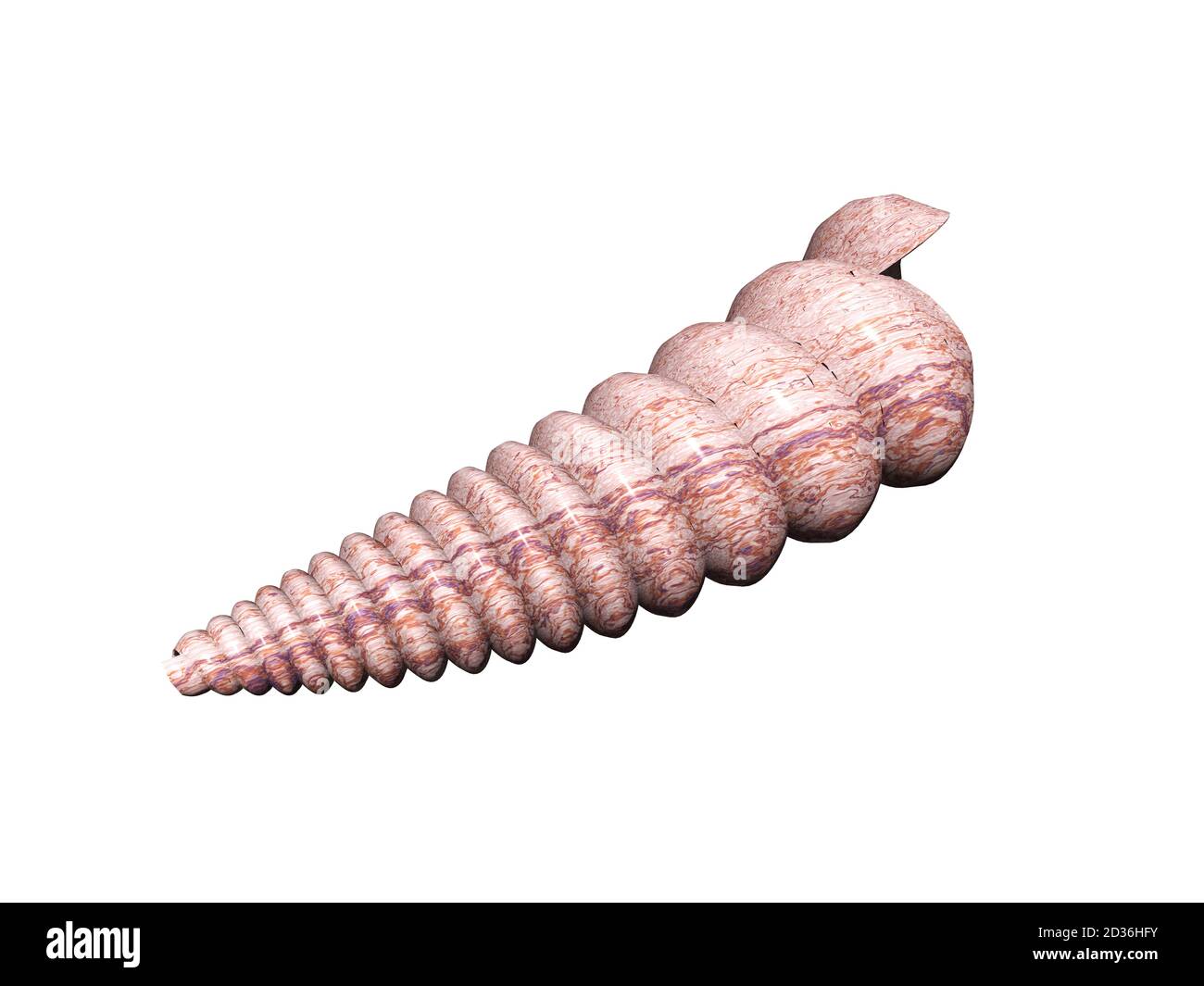winding elongated stone snail shells Stock Photo - Alamy
