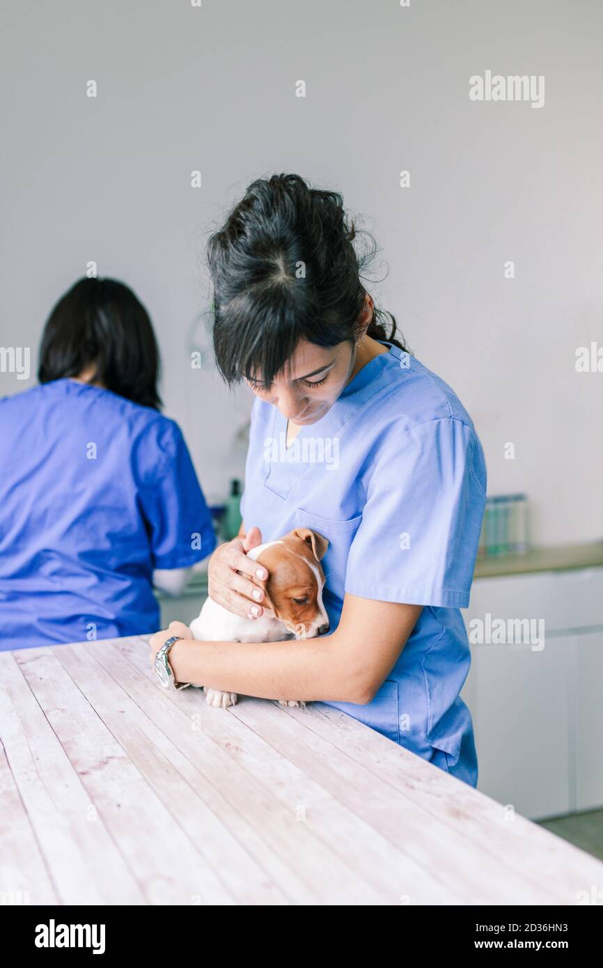 Veterinary with a dog for a review in the clinic Stock Photo - Alamy